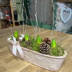 Hyacinth Planter Flowers Stems of Jedburgh Florist